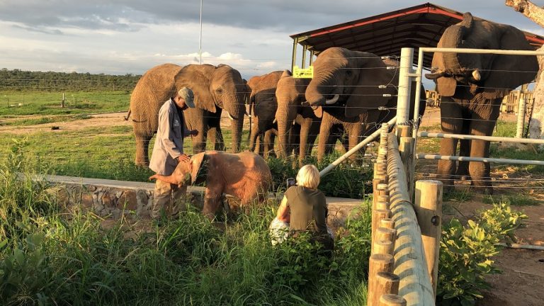 A Q&A with Adine Roode: Elephants, Community & a Little Chocolate Here ...