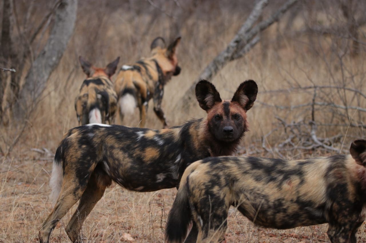 Safari Tales of Wild Dog Sightings at Jabulani | blog