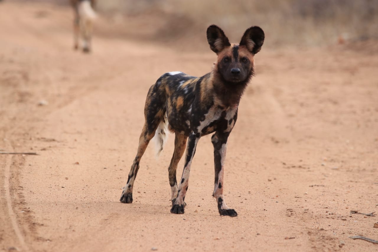 Safari Tales of Wild Dog Sightings at Jabulani | blog