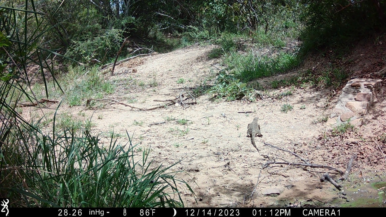Capturing Nature's Secrets | A Glimpse Through Our New Remote Camera ...