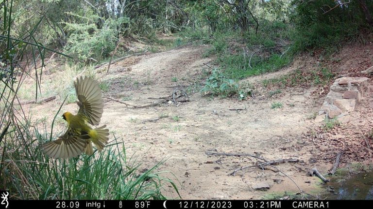 Capturing Nature's Secrets | A Glimpse Through Our New Remote Camera ...