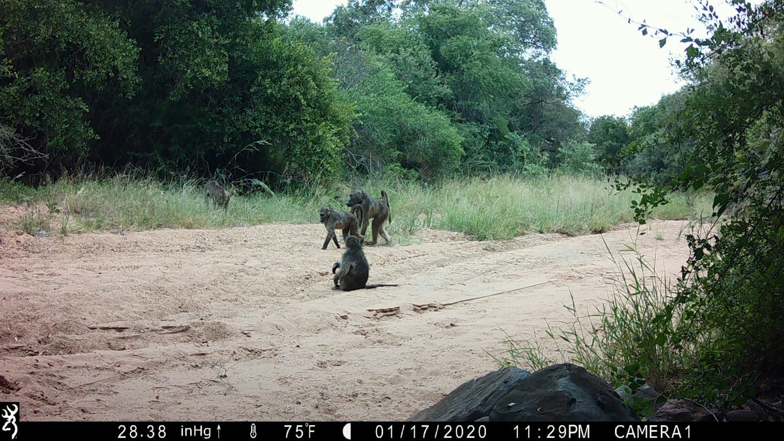 Capturing Nature's Secrets | A Glimpse Through Our New Remote Camera ...
