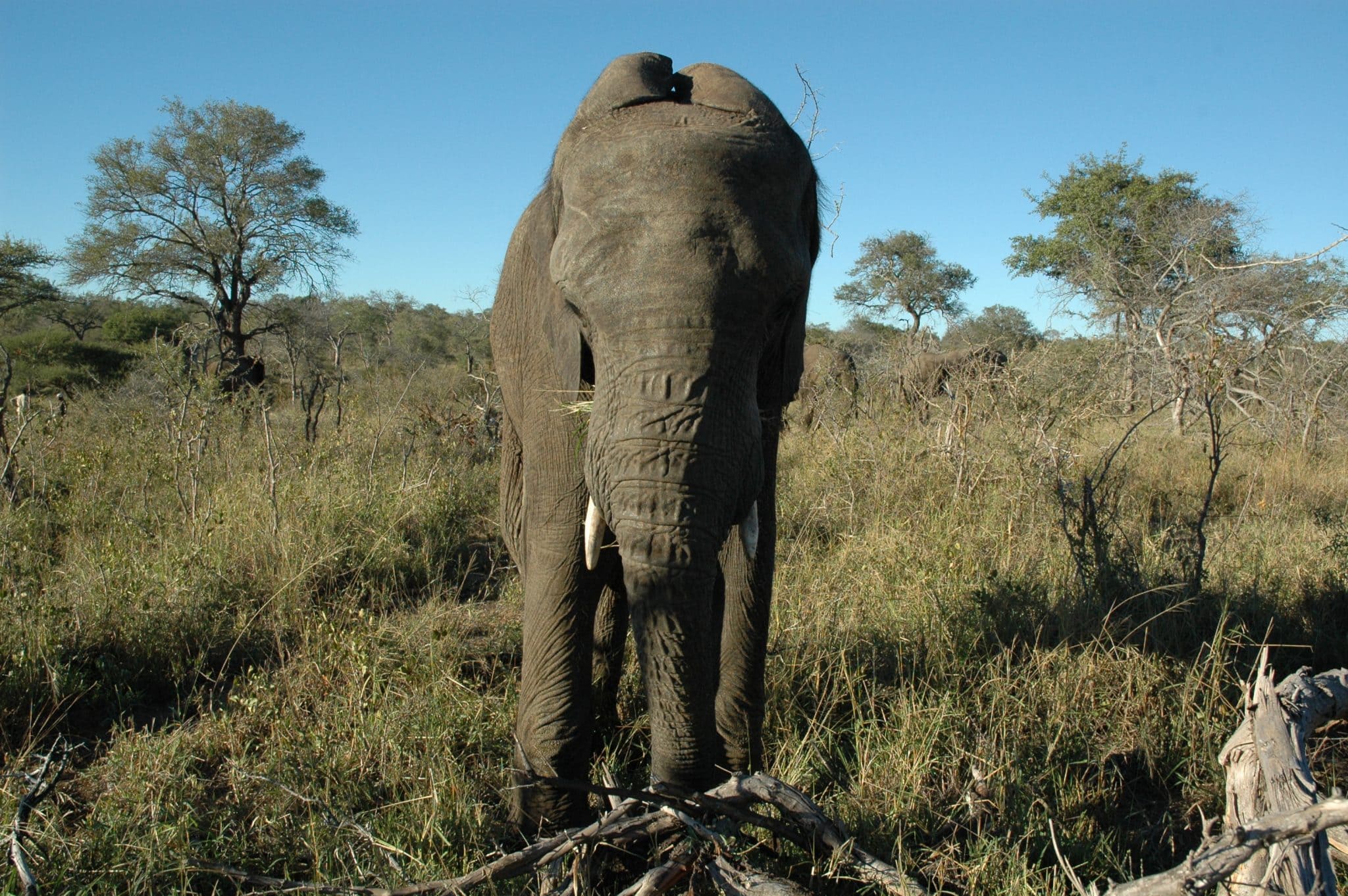 A Journey of Resilience and Compassion | Celebrating Elephant Bull ...